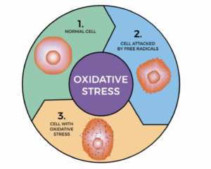 Molecular Hydrogen Therapy: Benefits, Science, and How It Supports ...